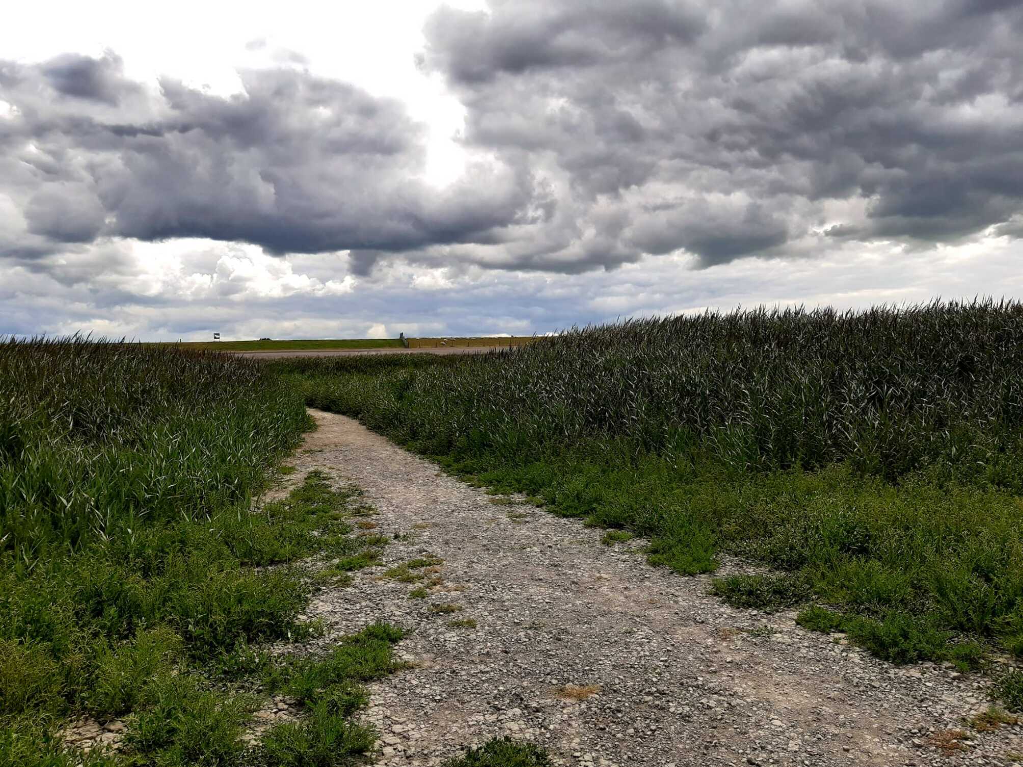 We and Wadden Birds - ETFI